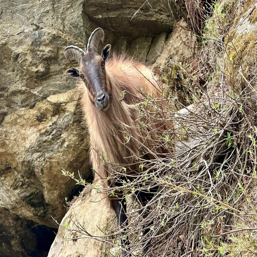 Nepal Wilderness Trekking | Explore Remote Trails in Himalaya