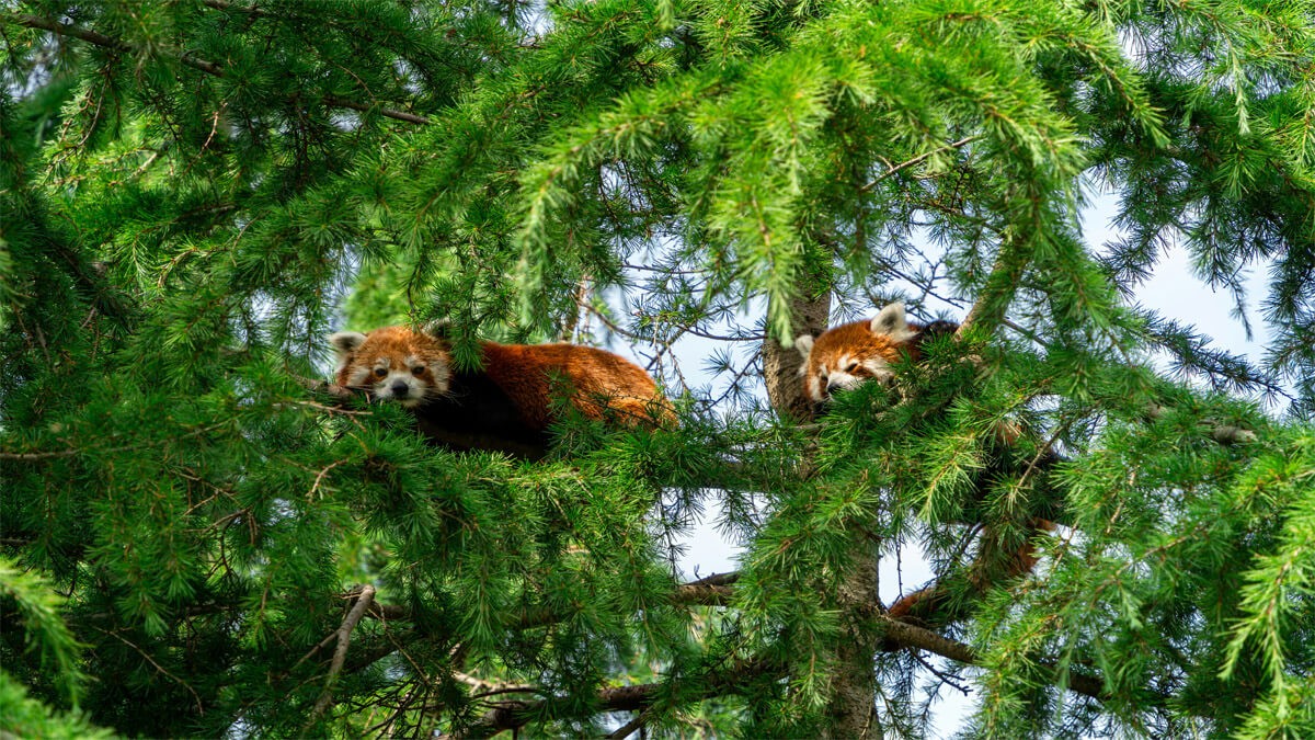 Red Panda Trail Trek | Explore Eastern Nepal’s Hidden Gem